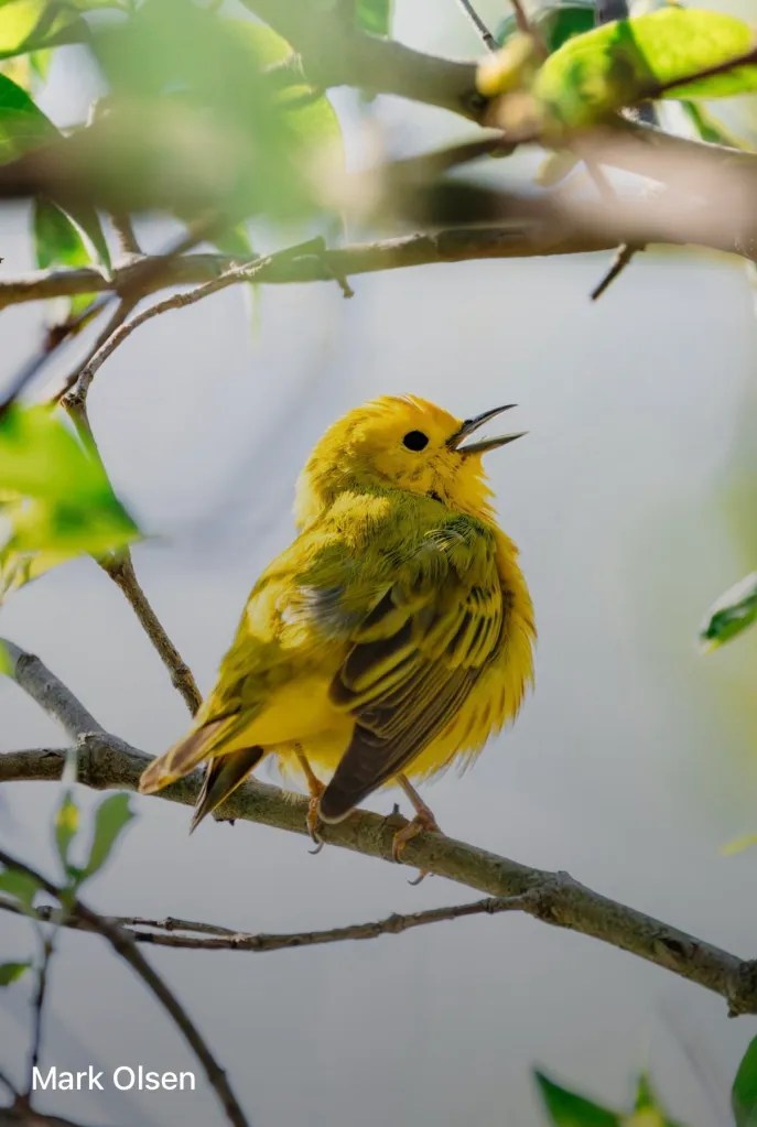 a song of gold – Tina Stewart Brakebill